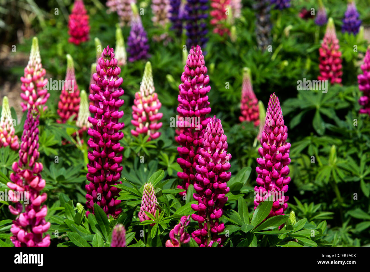 Garden lupine, Lupinus polyphyllus, Beautiful red perennial plant Stock ...