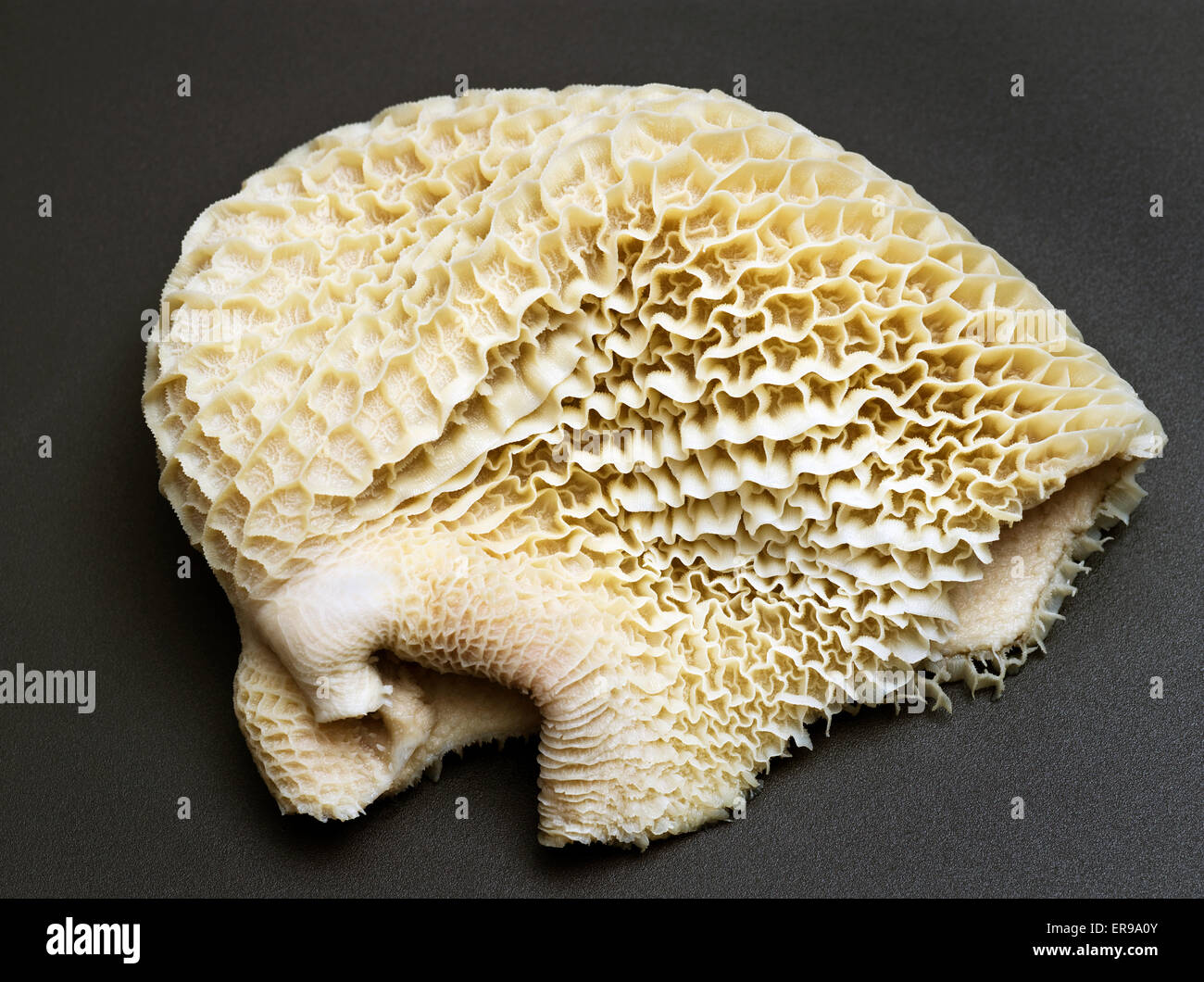 Tripe meat beef hi-res stock photography and images - Alamy