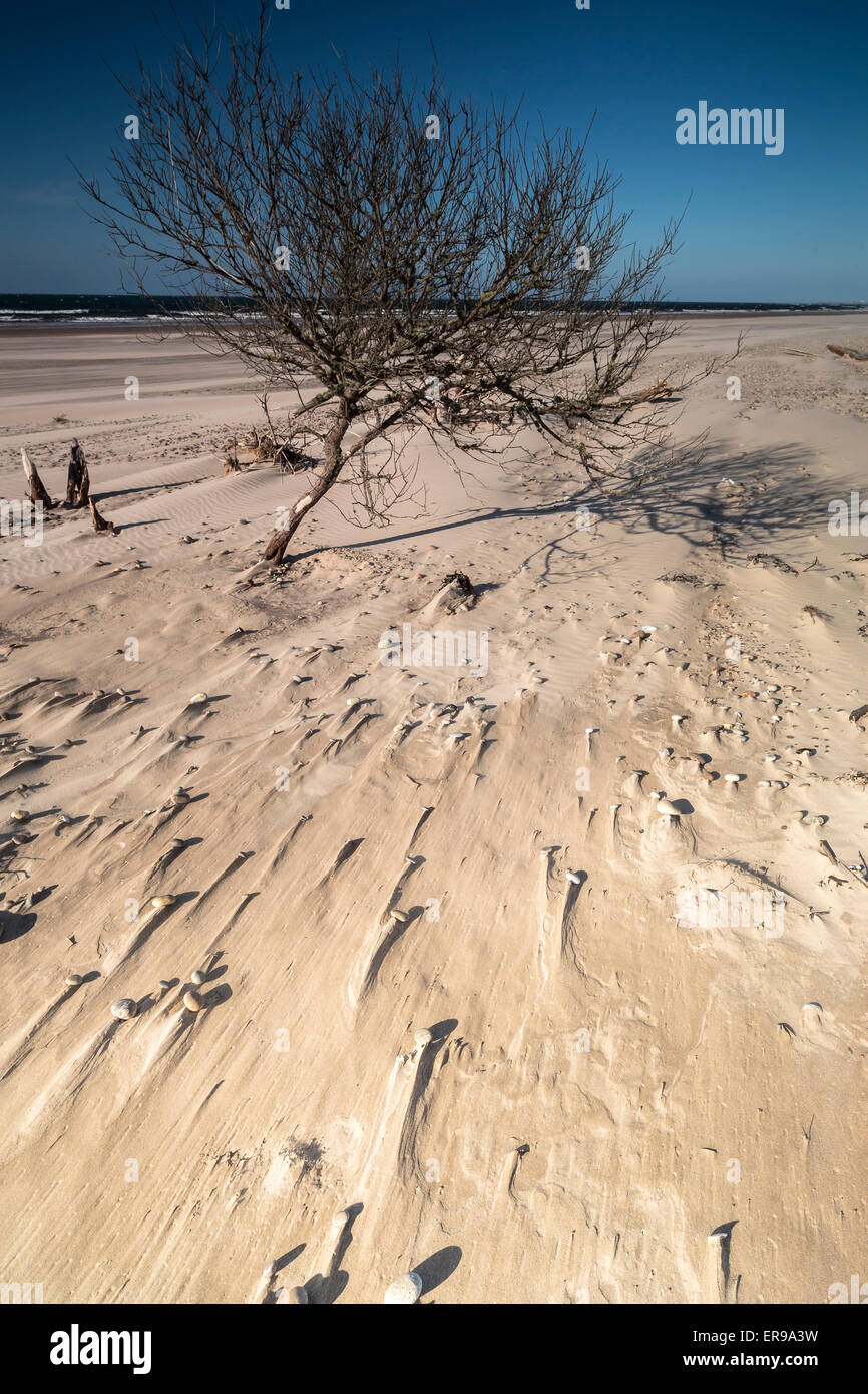 Tree on beach at Culbin on the Moray Firth in Scotland Stock Photo - Alamy