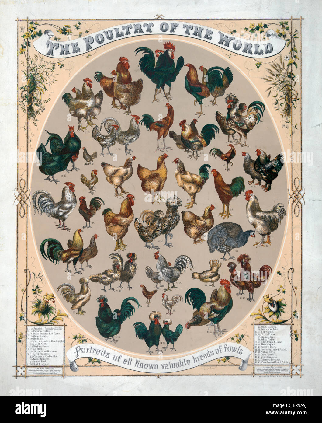 The poultry of the world--Portraits of all known valuable br Stock ...
