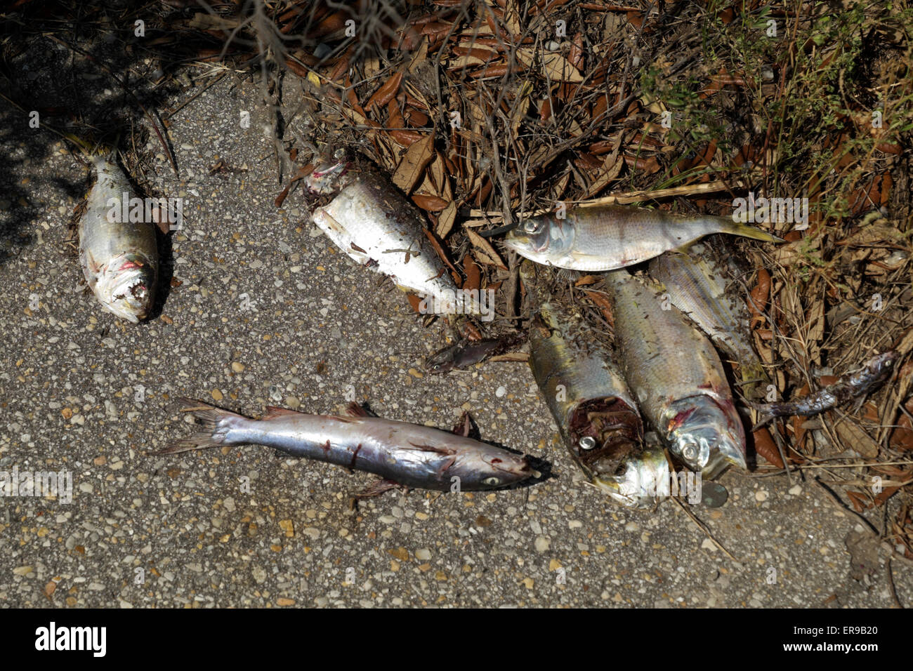 Game fish hi-res stock photography and images - Alamy