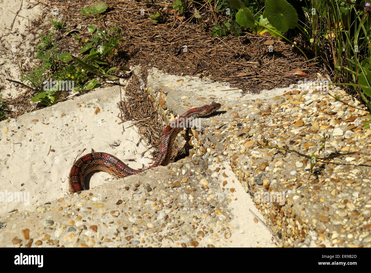 Rat Snake negotiates concrete steps near the ferry landing at Fort ...