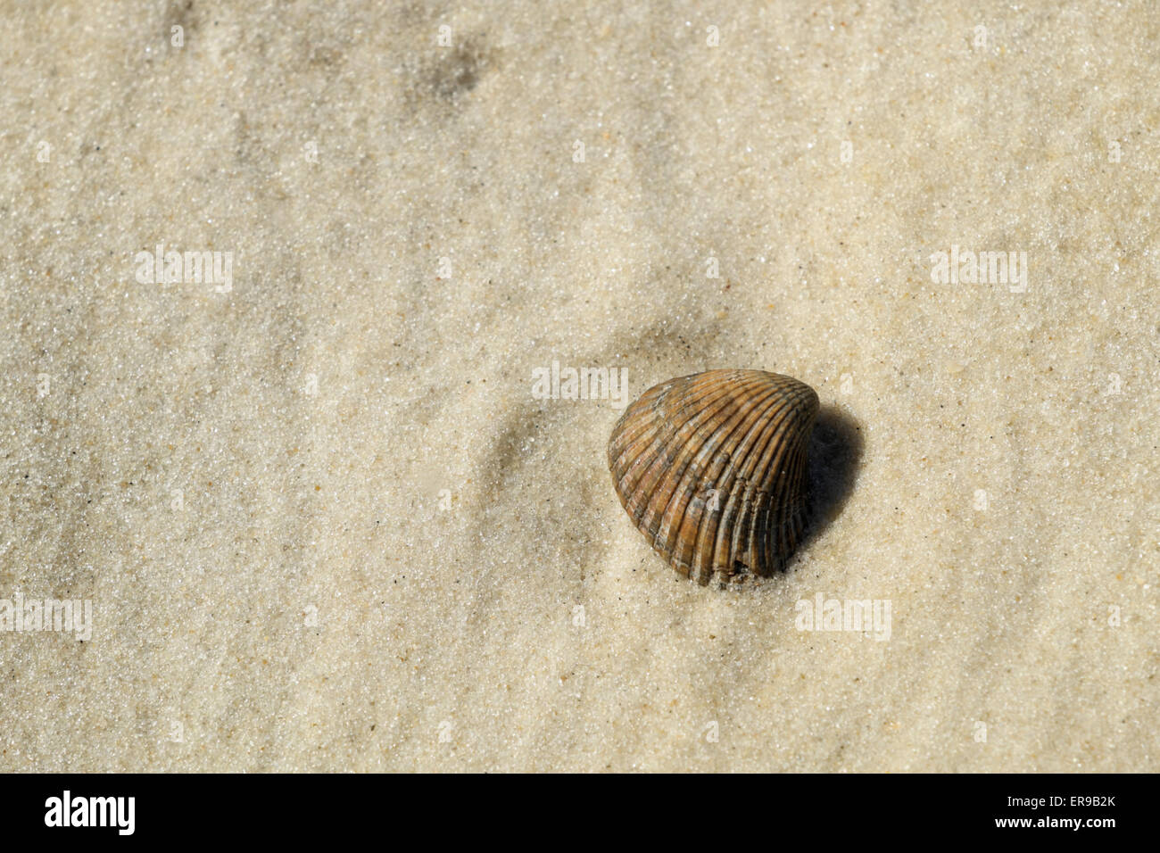 Sea shell washed up on the Gulf of Mexico beach near Gulf Shores ...