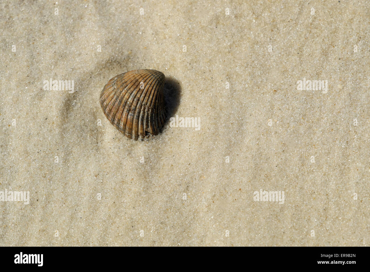 Sea shell washed up on the Gulf of Mexico beach near Gulf Shores ...