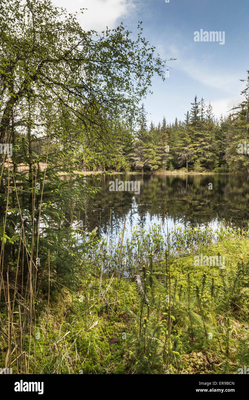 Lochan Tor an Tuill at Farigaig Forest in the Highlands of Scotland ...