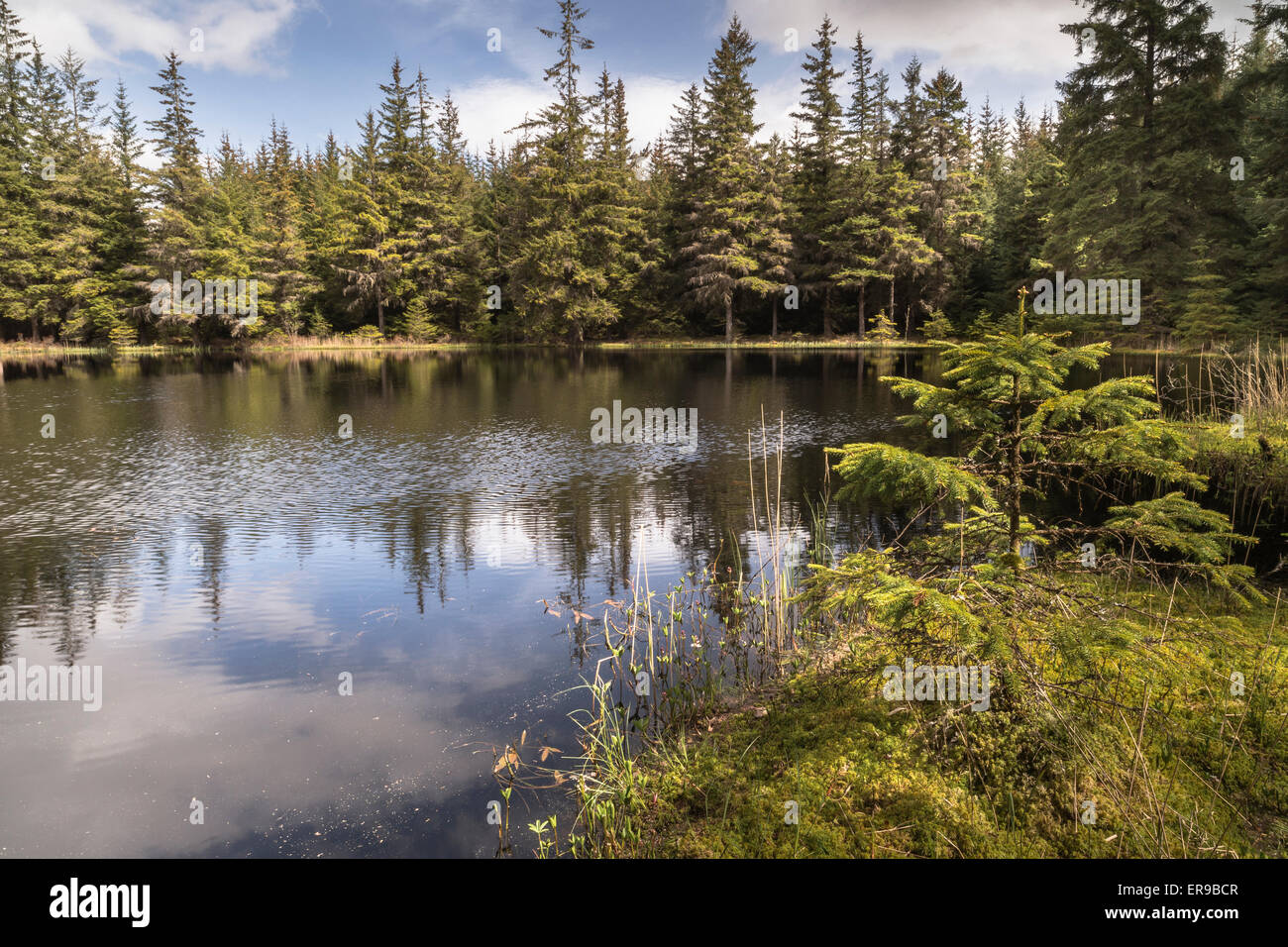 Farigaig forest scotland hi-res stock photography and images - Alamy
