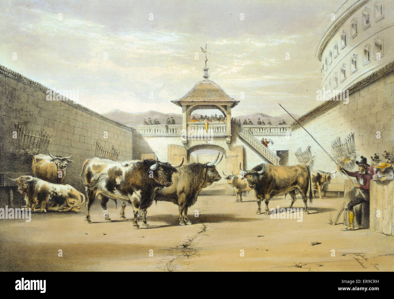 The bulls in the corral of the plaza Stock Photo - Alamy