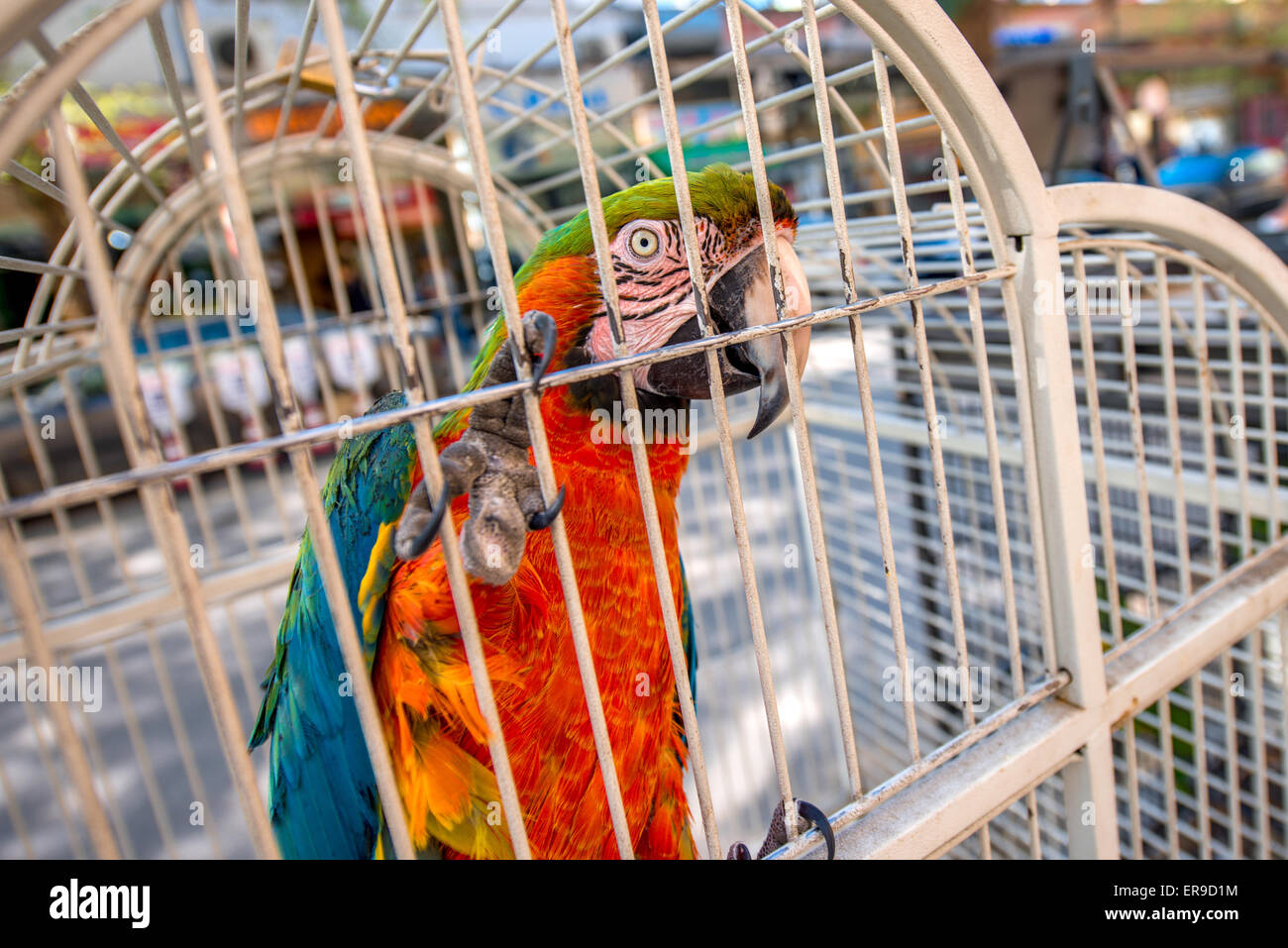 Parrot in the cage Stock Photo - Alamy