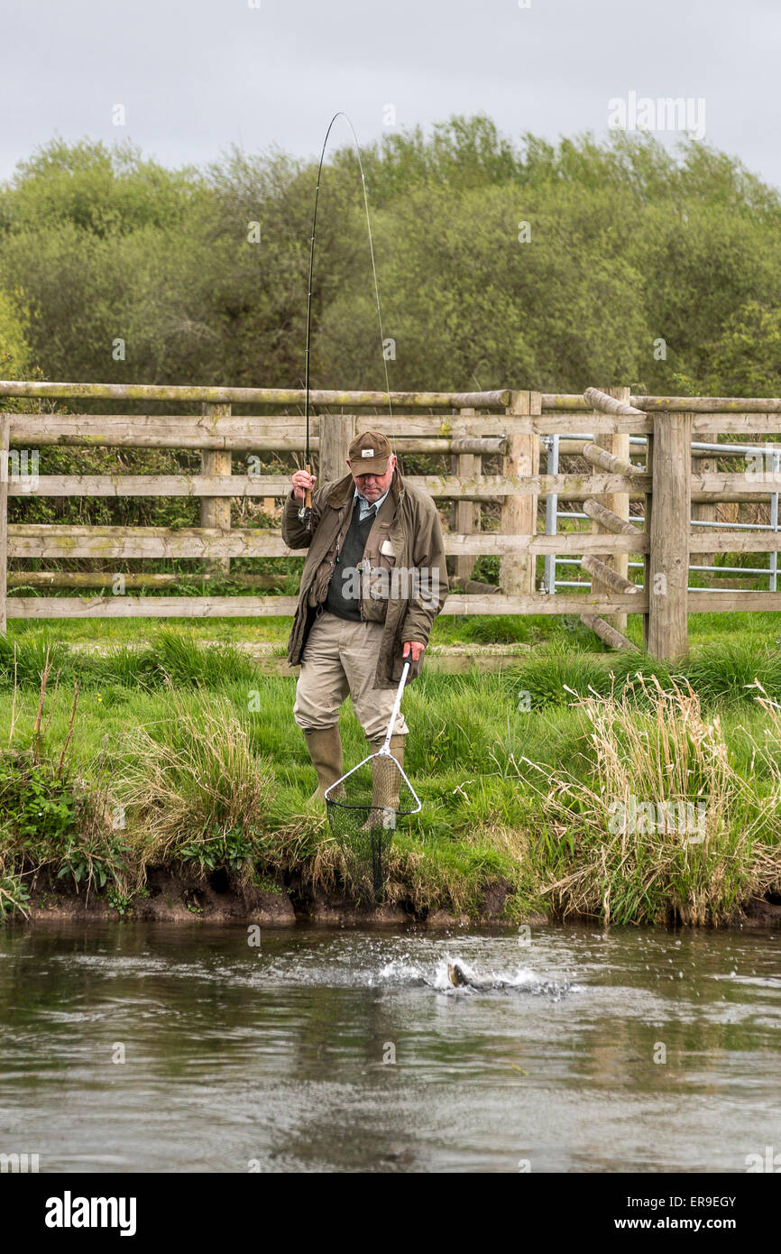 Fisherman netting trout, River Test at Leckford, Hampshire, England, UK ...