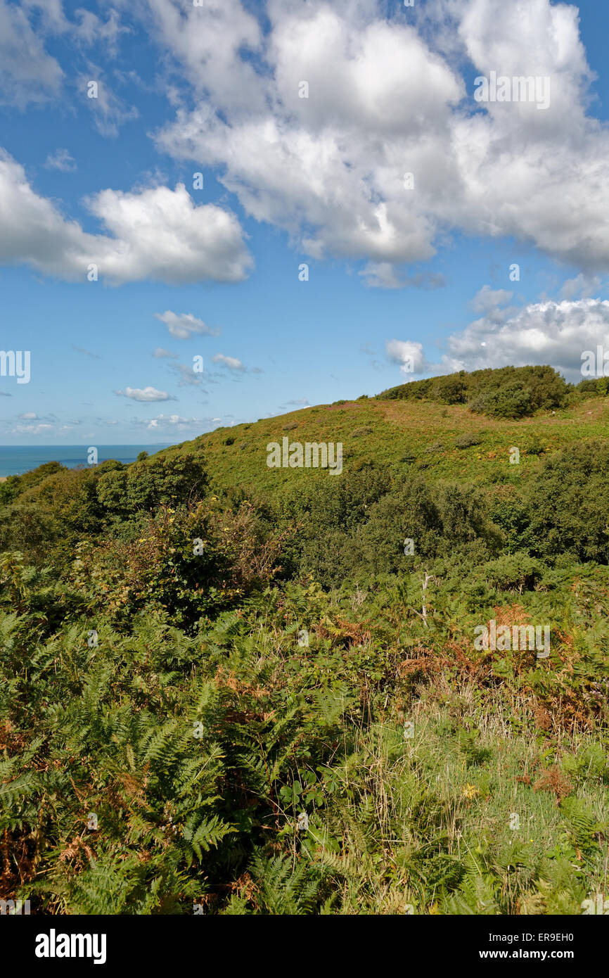 Wild Heathland, Mottistone, Isle of Wight, England, UK, GB Stock Photo ...