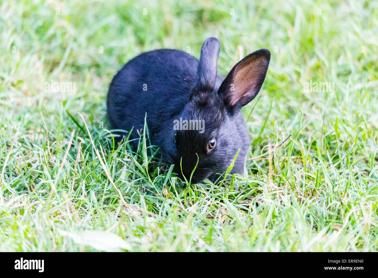 Black bunnies hi-res stock photography and images - Alamy