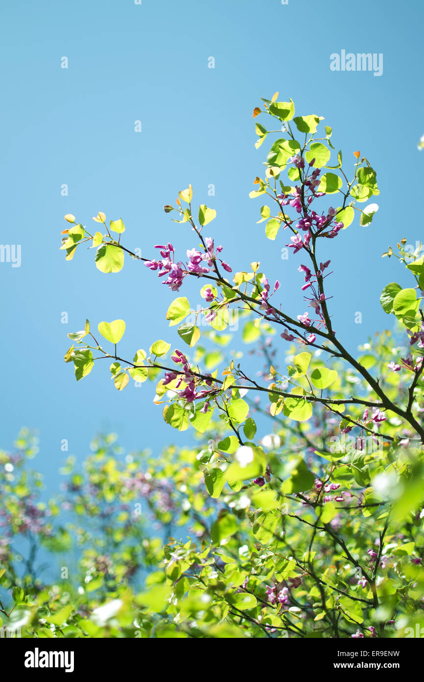 Close up. Flowers of a tree. Spring time Stock Photo - Alamy