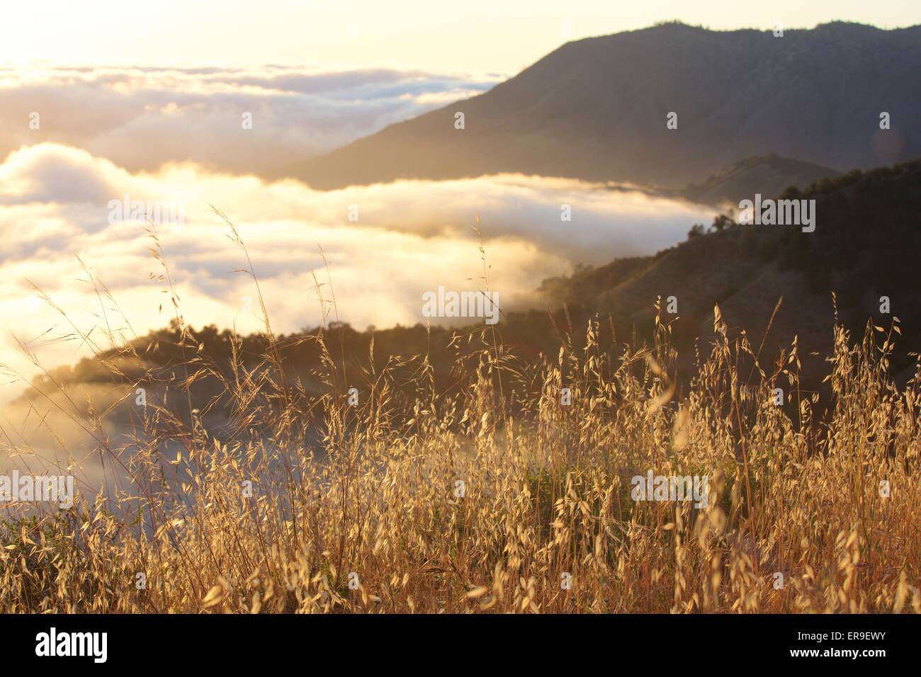 Coastal fog at sunset in Big Sur, California Stock Photo - Alamy