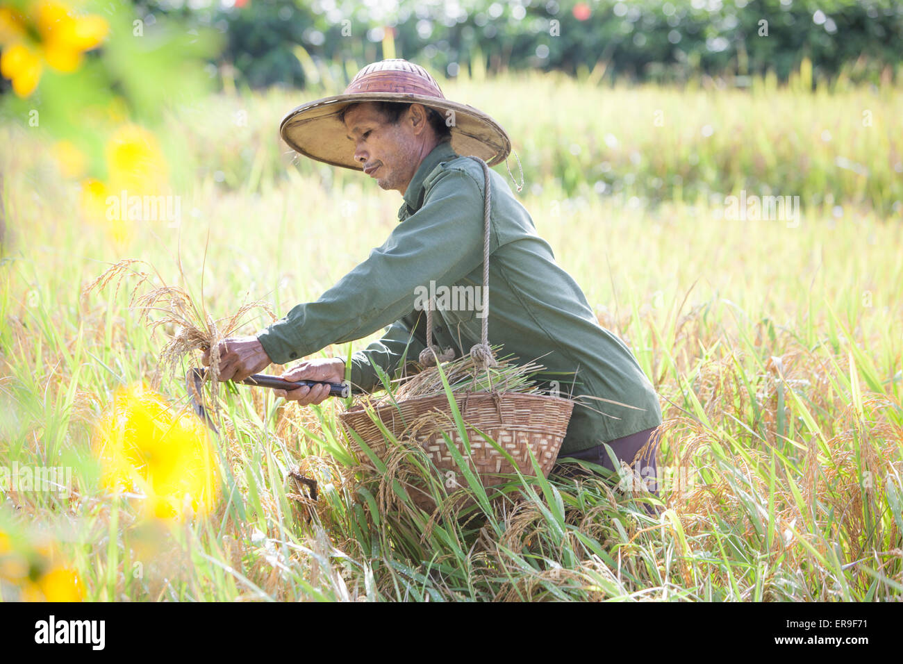Harvesting rice by hand hi-res stock photography and images - Alamy