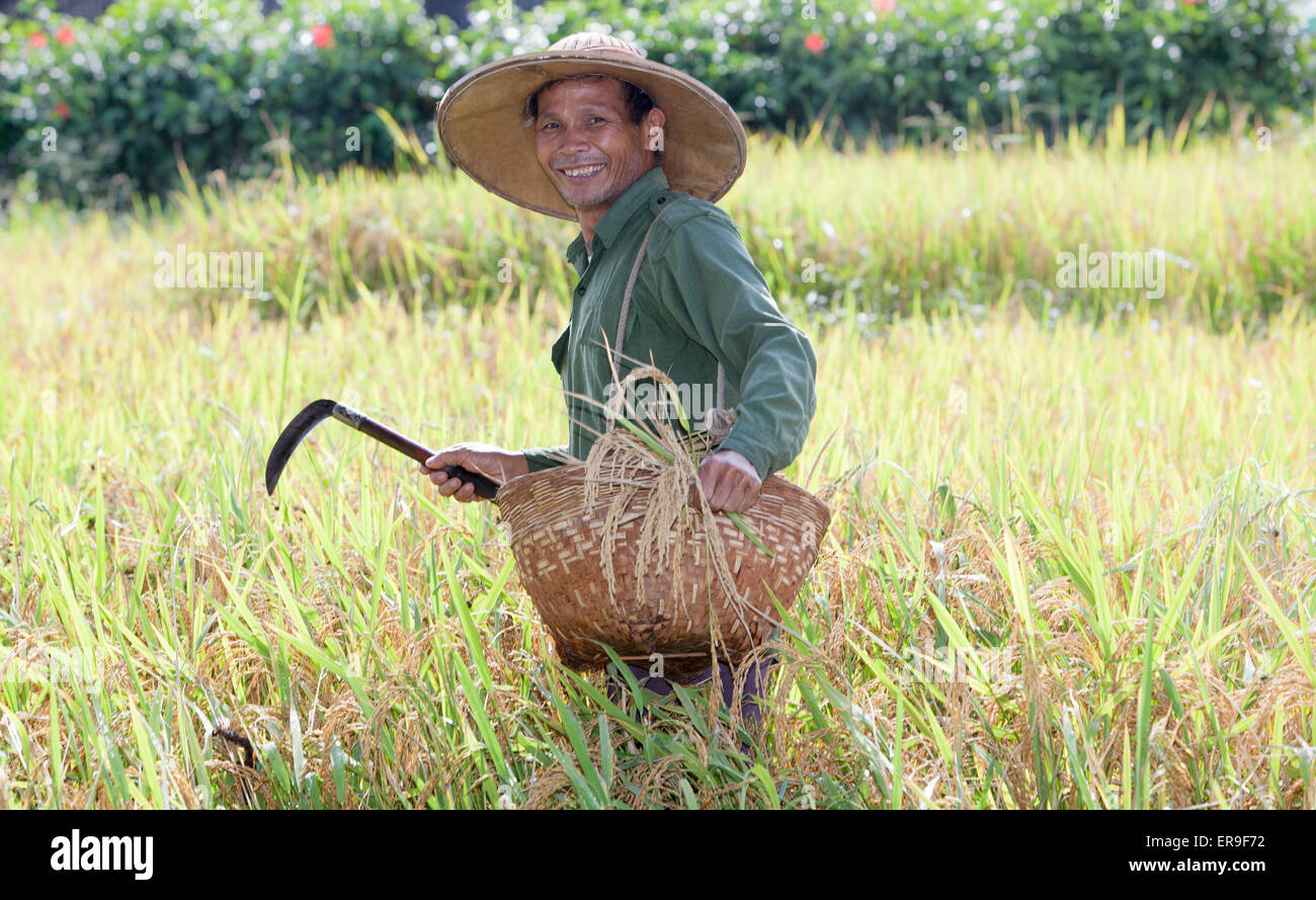Harvesting rice by hand hi-res stock photography and images - Alamy