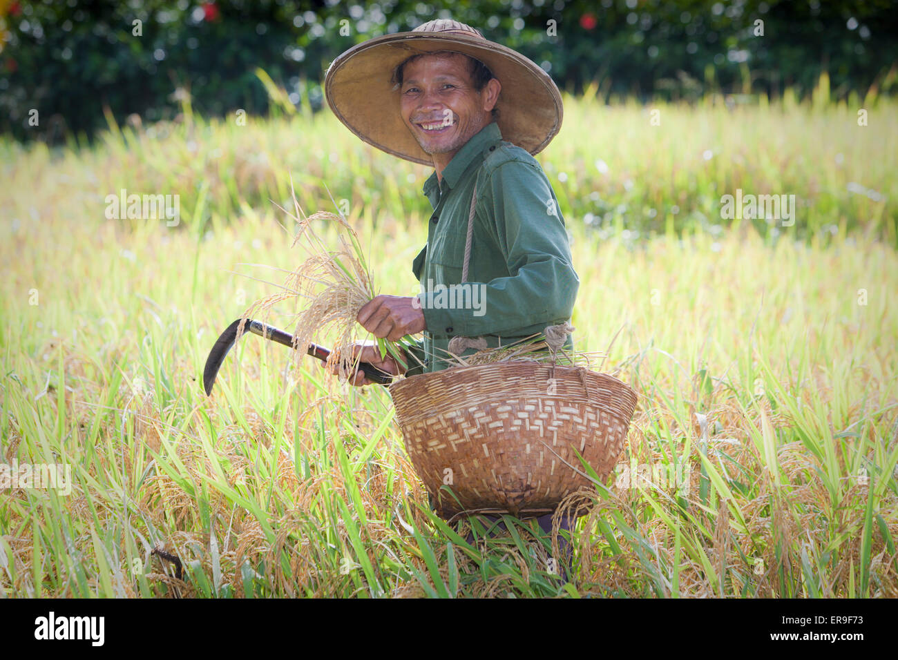 A farmer harvesting rice by hand in a field in northern Burma (Myanmar ...