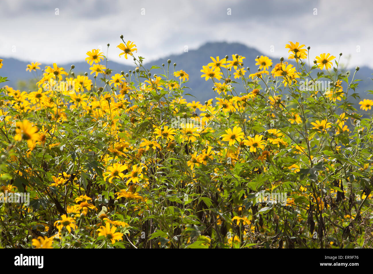 Yellow wildflowers with a background of hills. Hsipaw, Myanmar (Burma ...