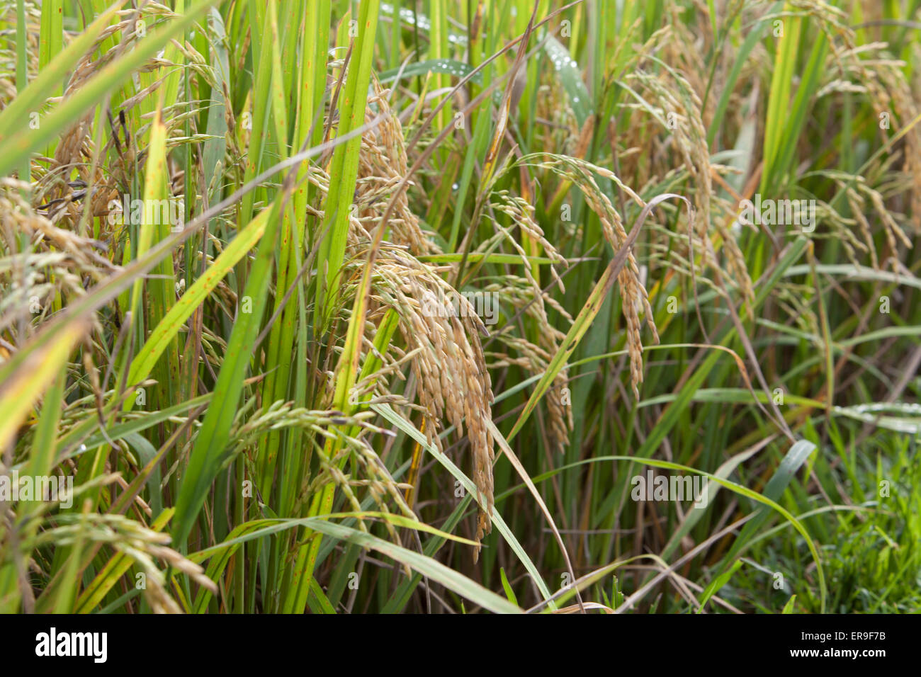 Rice, ready for harvest, in a field in Hsipaw, Northern Burma (Myanmar ...