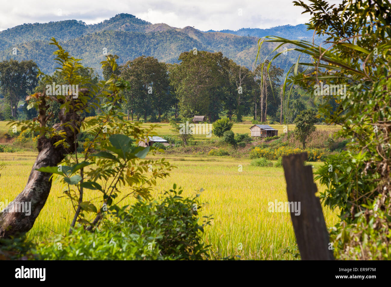 Rice field in Hsipaw, Burma,( Mynanmar Stock Photo - Alamy
