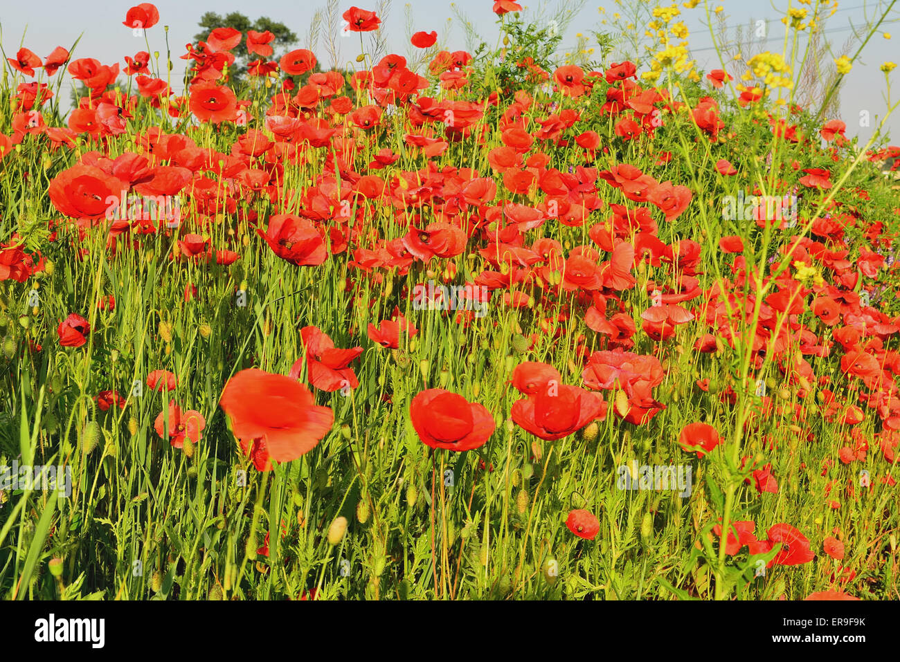 Red poppies in the field Stock Photo - Alamy