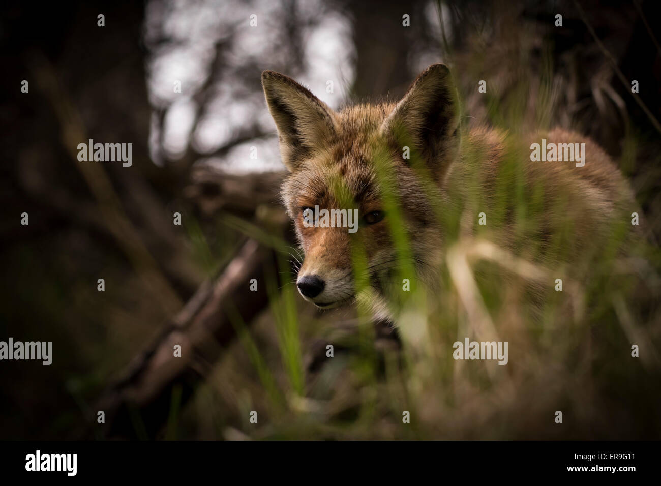 Wild young red fox (vulpes vulpes) vixen scavenging in a forest, peeking through wood and ...