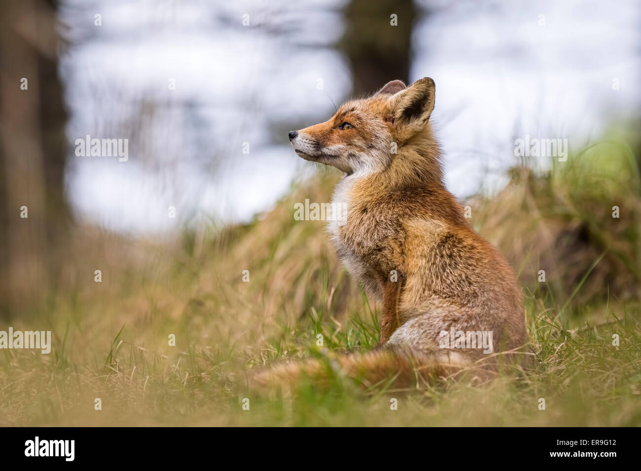 Wild young red fox (vulpes vulpes) vixen scavenging in a forest Stock Photo - Alamy