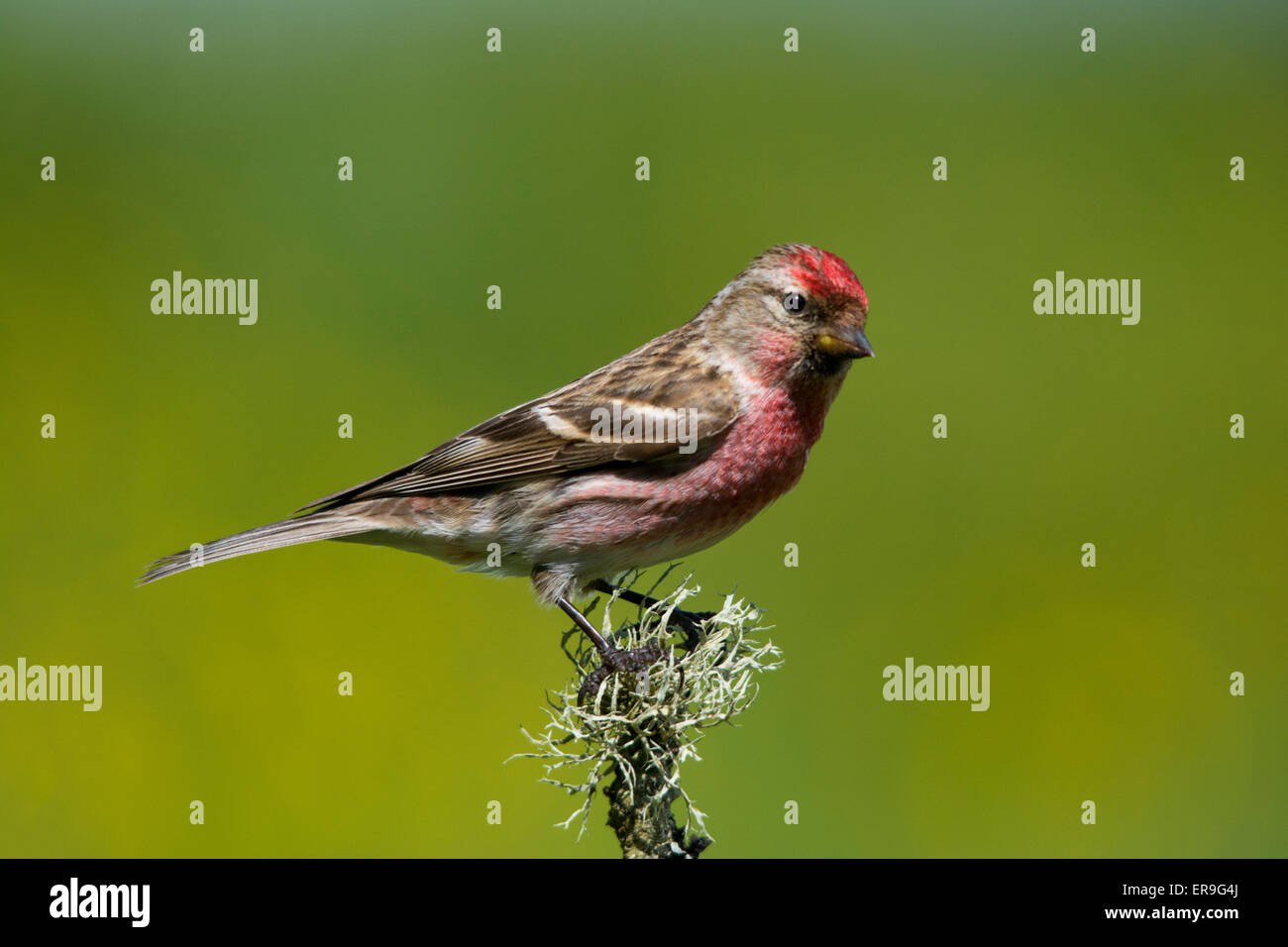 Lesser redpoll hi-res stock photography and images - Alamy