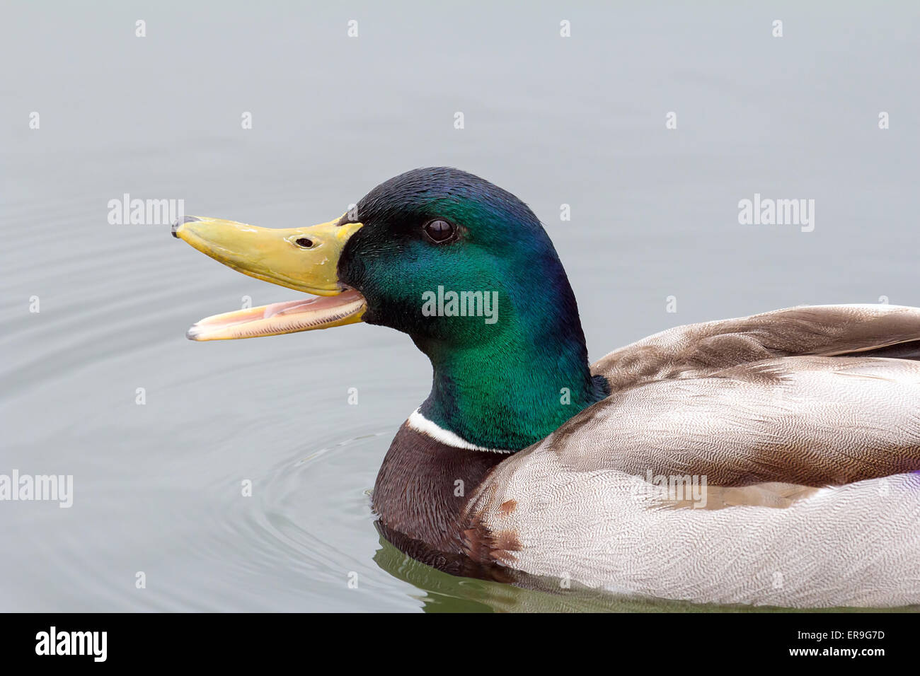 Mallard duck beak open hi-res stock photography and images - Alamy