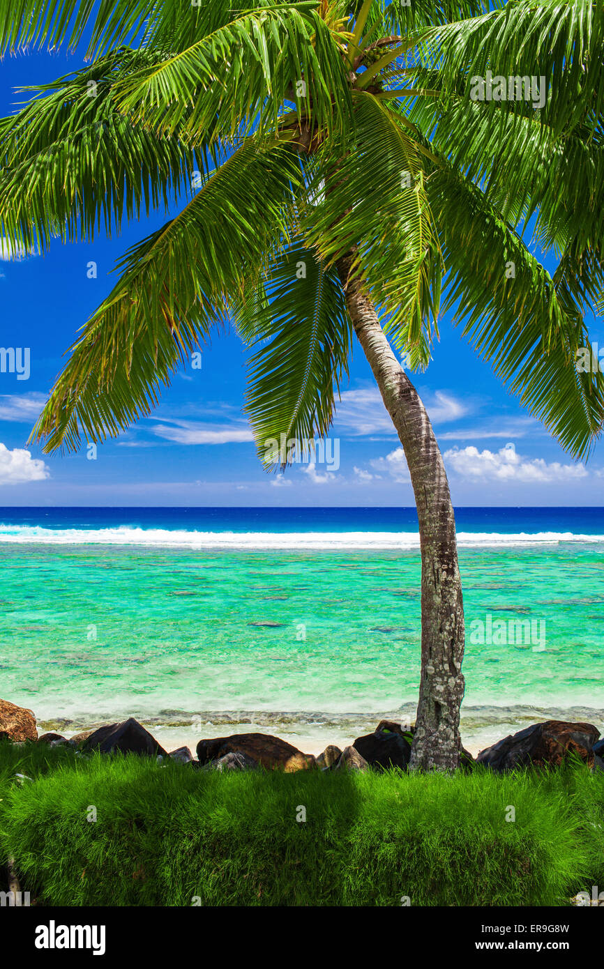 Single palm tree on amazing tropical beach on Rarotonga, Cook Islands ...