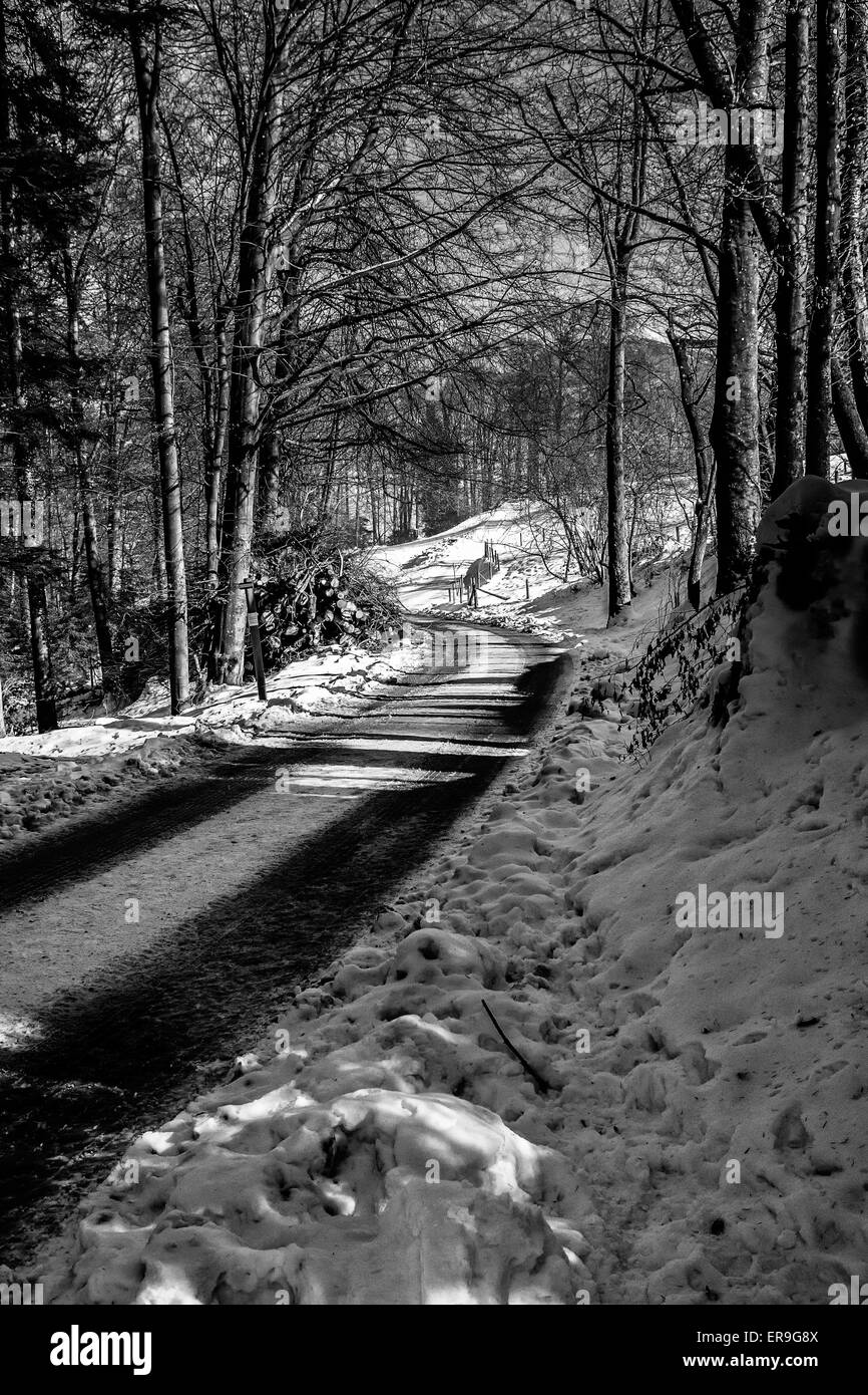 Path throw forest in Lucerne, Switzerland Stock Photo - Alamy