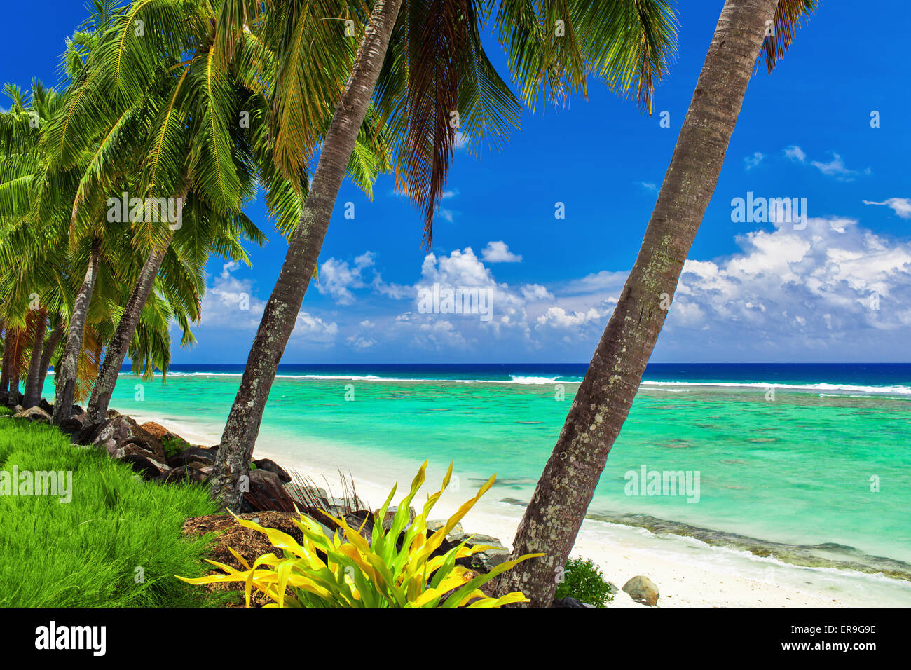 Row of coconut palm trees over the tropical beach of Rarotonga, Cook ...