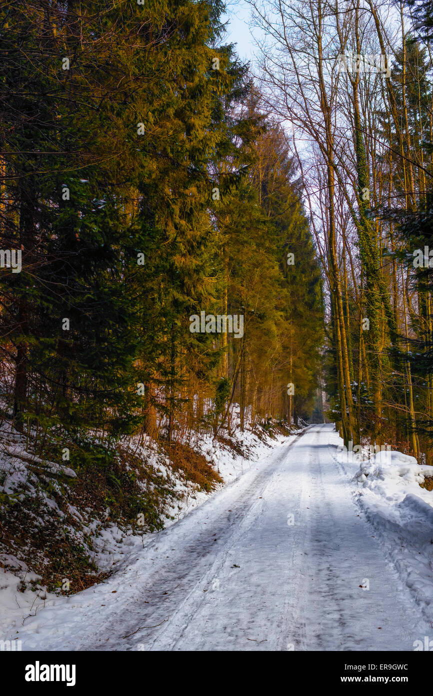 Path throw woods in Switzerland Stock Photo - Alamy