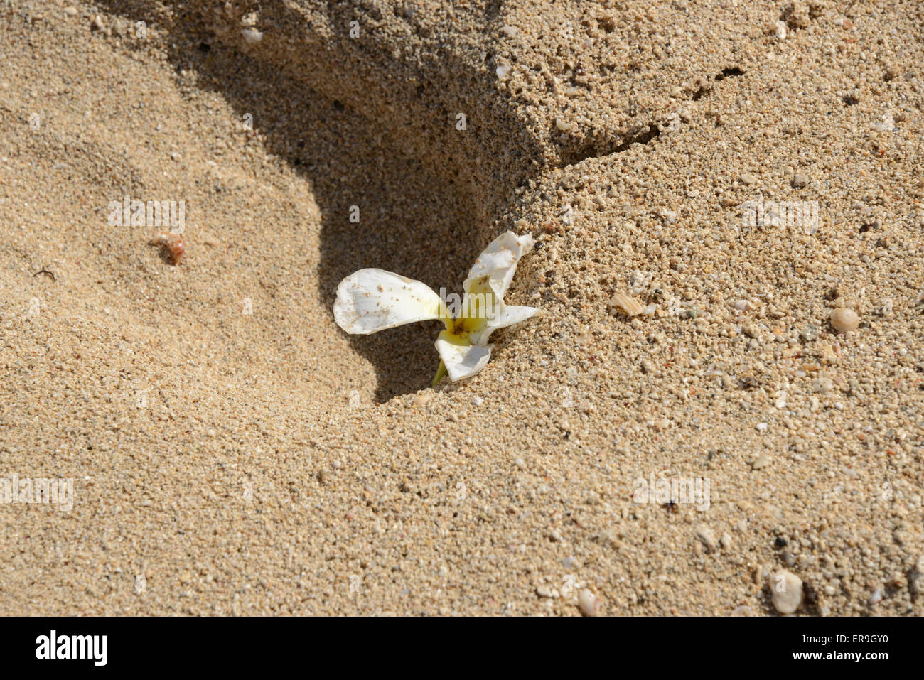 White/Yellow Flower in beach sand Stock Photo - Alamy