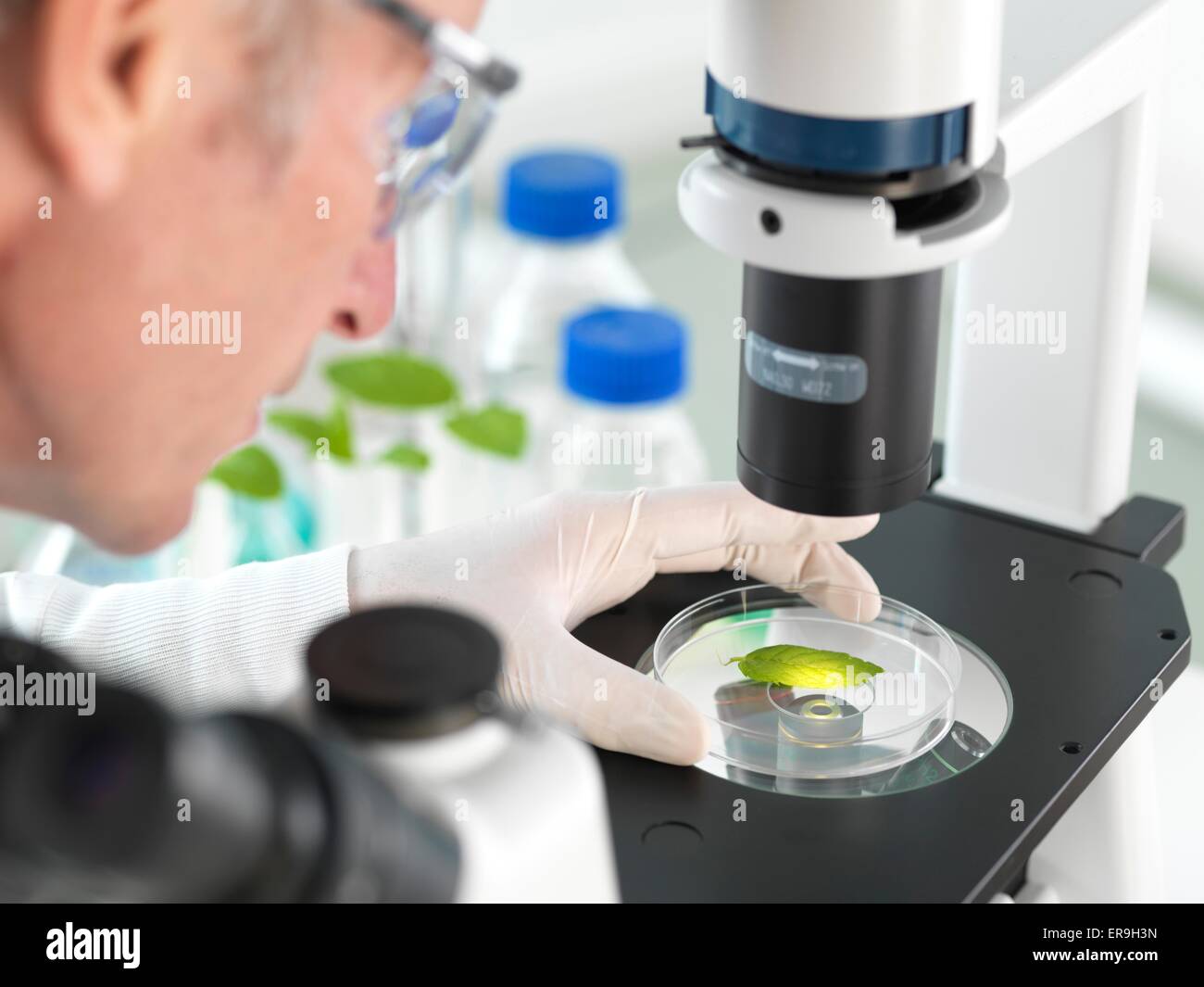 Plant leaf under the microscope hi-res stock photography and images - Alamy