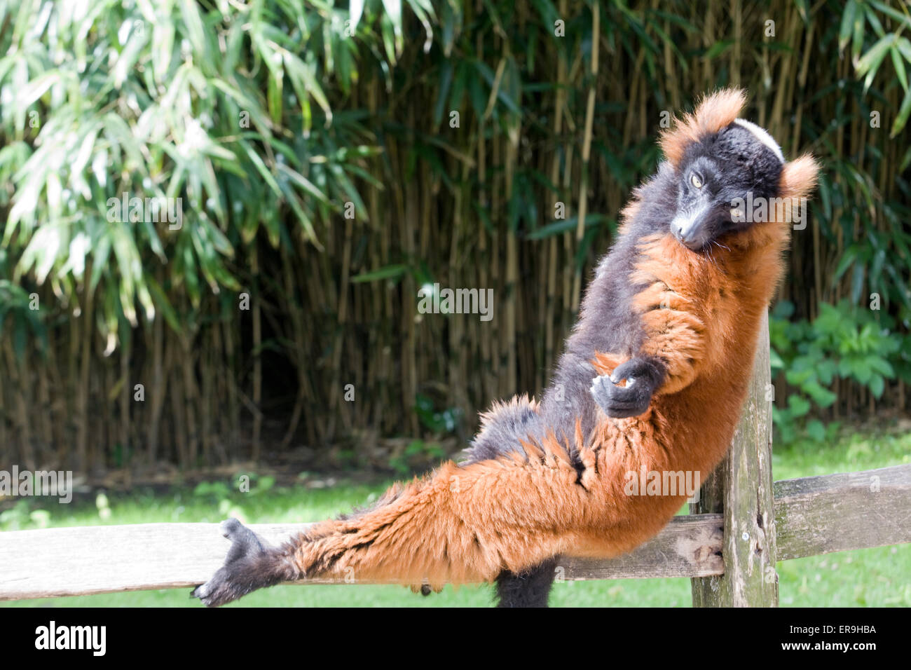 Red Ruffed Lemurs in Captivity sunbathing Stock Photo - Alamy