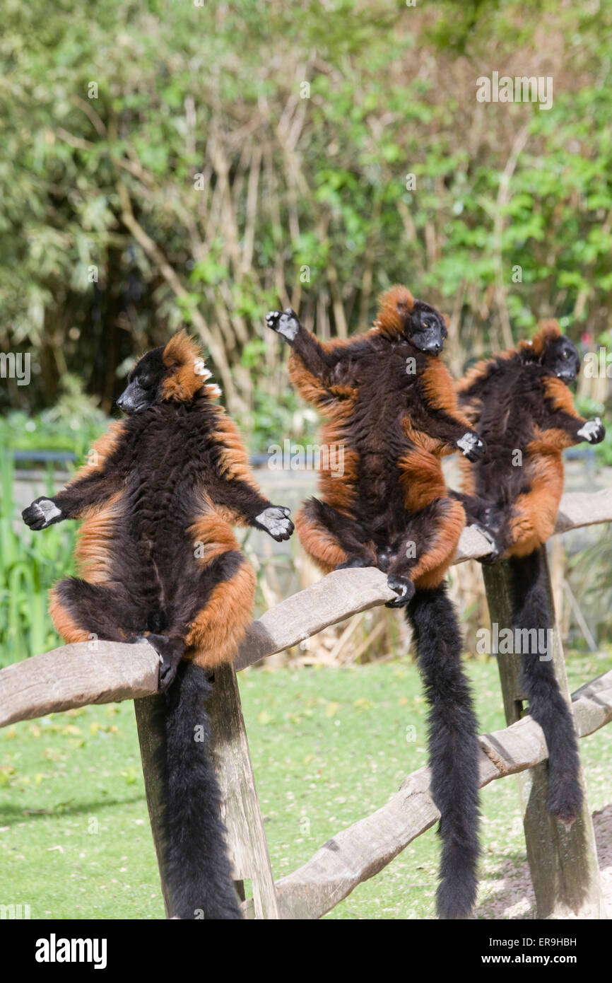 Red ruffed lemur threatened hi-res stock photography and images - Alamy