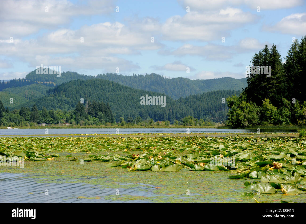 Triangle Lake, Lane County, Oregon, USA - Lake Scenes, Clear Day, White ...