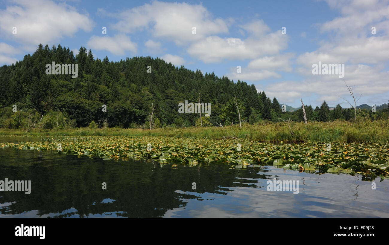 Triangle Lake, Lane County, Oregon, USA - Lake Scenes, Clear Day, White ...