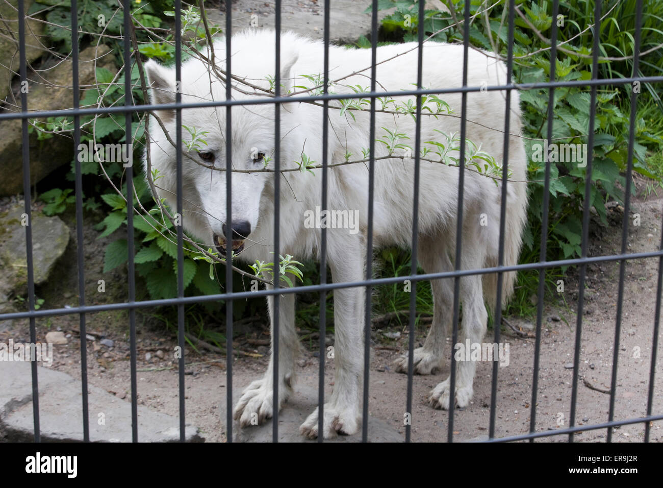 Arctic wolf behind fencing in captivity Stock Photo - Alamy