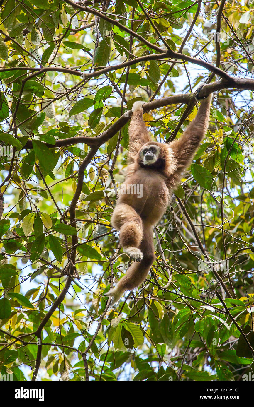 White gibbon hanging on a tree in Gunung Leuser National Park, Sumatra ... White gibbon hanging on a tree in Gunung Leuser National Park, Sumatra ...