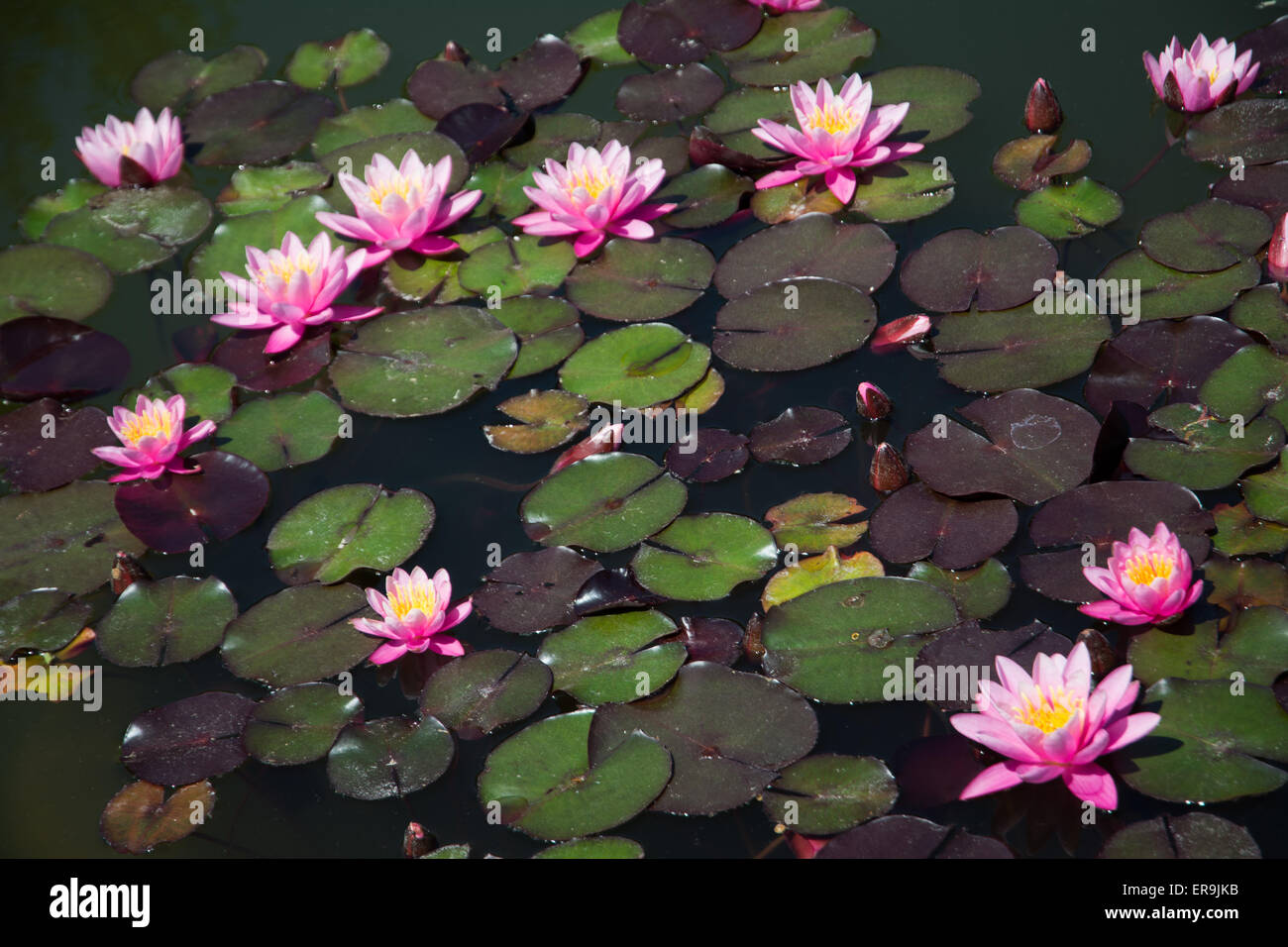 The Brooklyn Botanical Garden is a botanical garden in the borough of ...