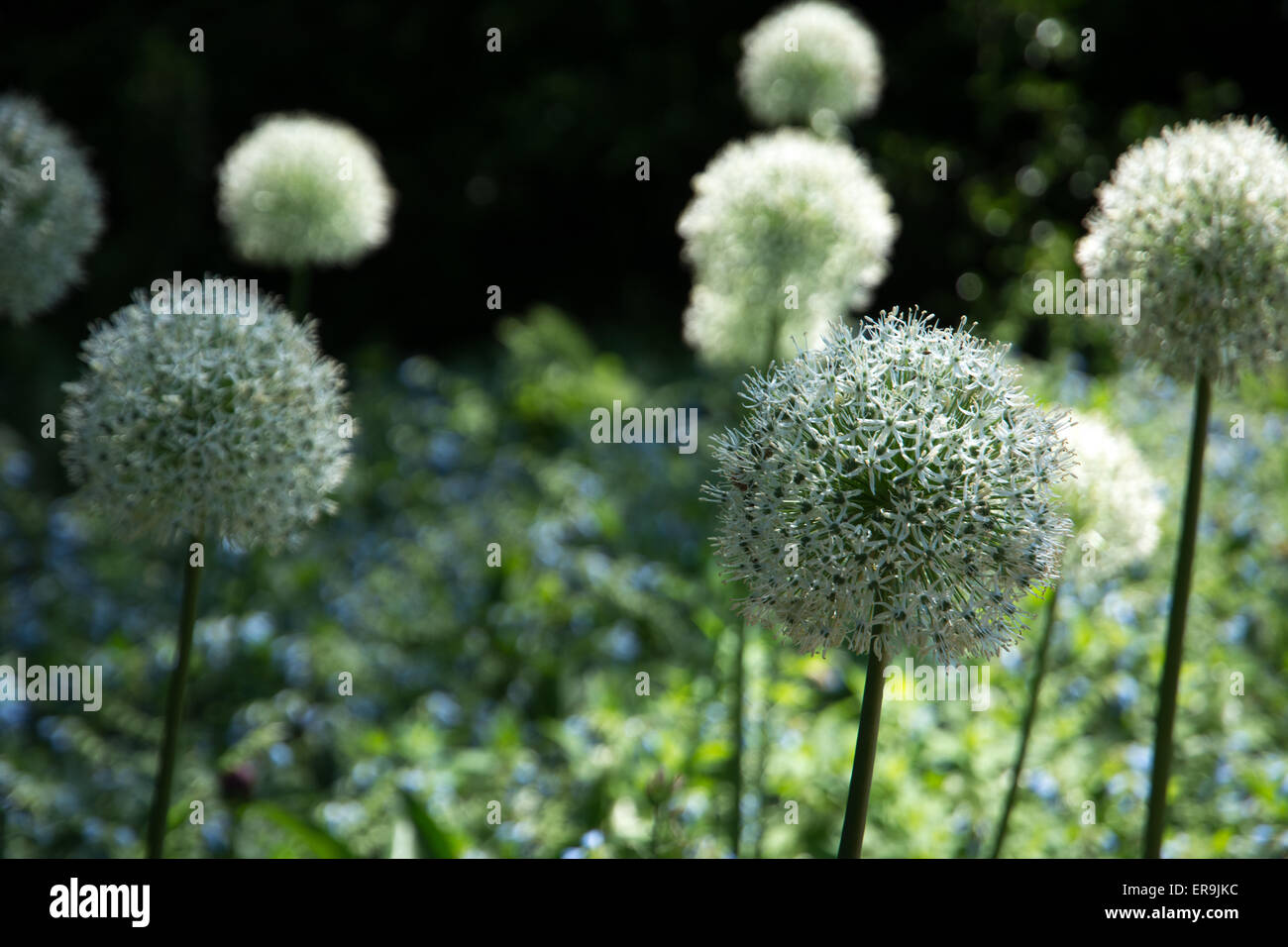 The Brooklyn Botanical Garden is a botanical garden in the borough of ...