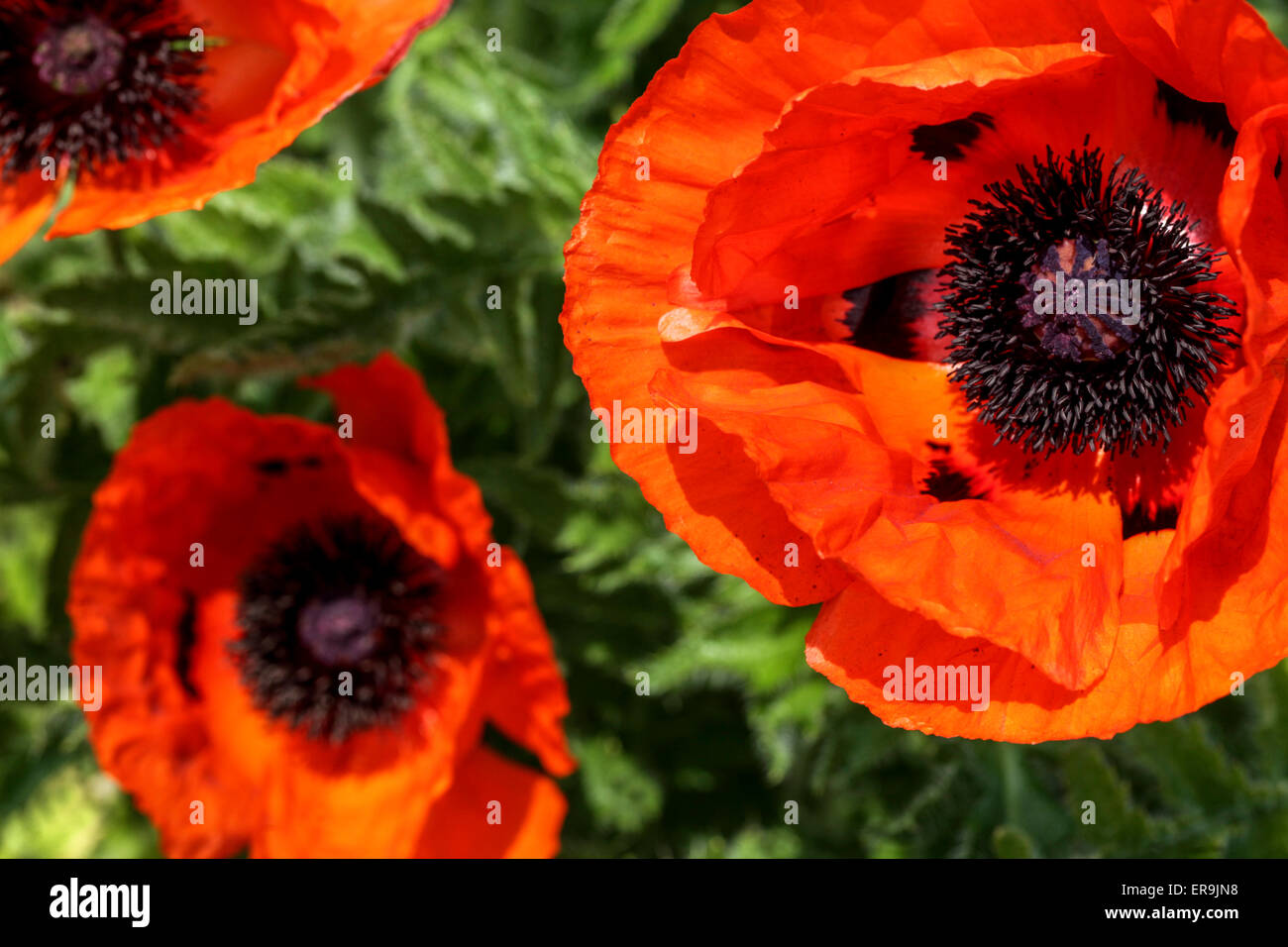 Oriental Poppy, Red Papaver orientale, Oriental poppies Stock Photo - Alamy