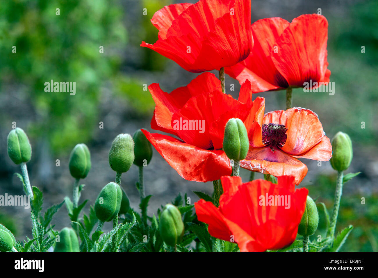 Oriental Poppy Papaver orientale red poppies bud Stock Photo - Alamy
