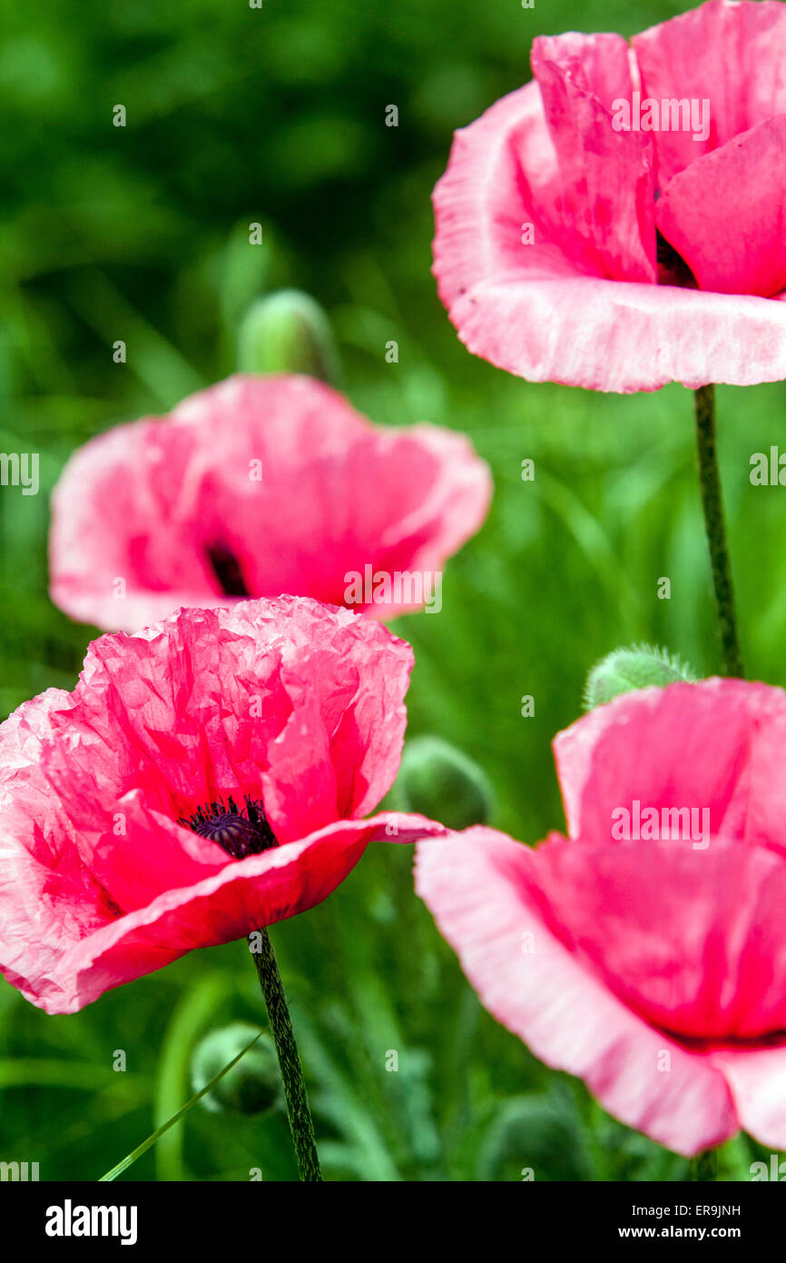 Oriental Poppy Papaver orientale, pink flowers Stock Photo - Alamy