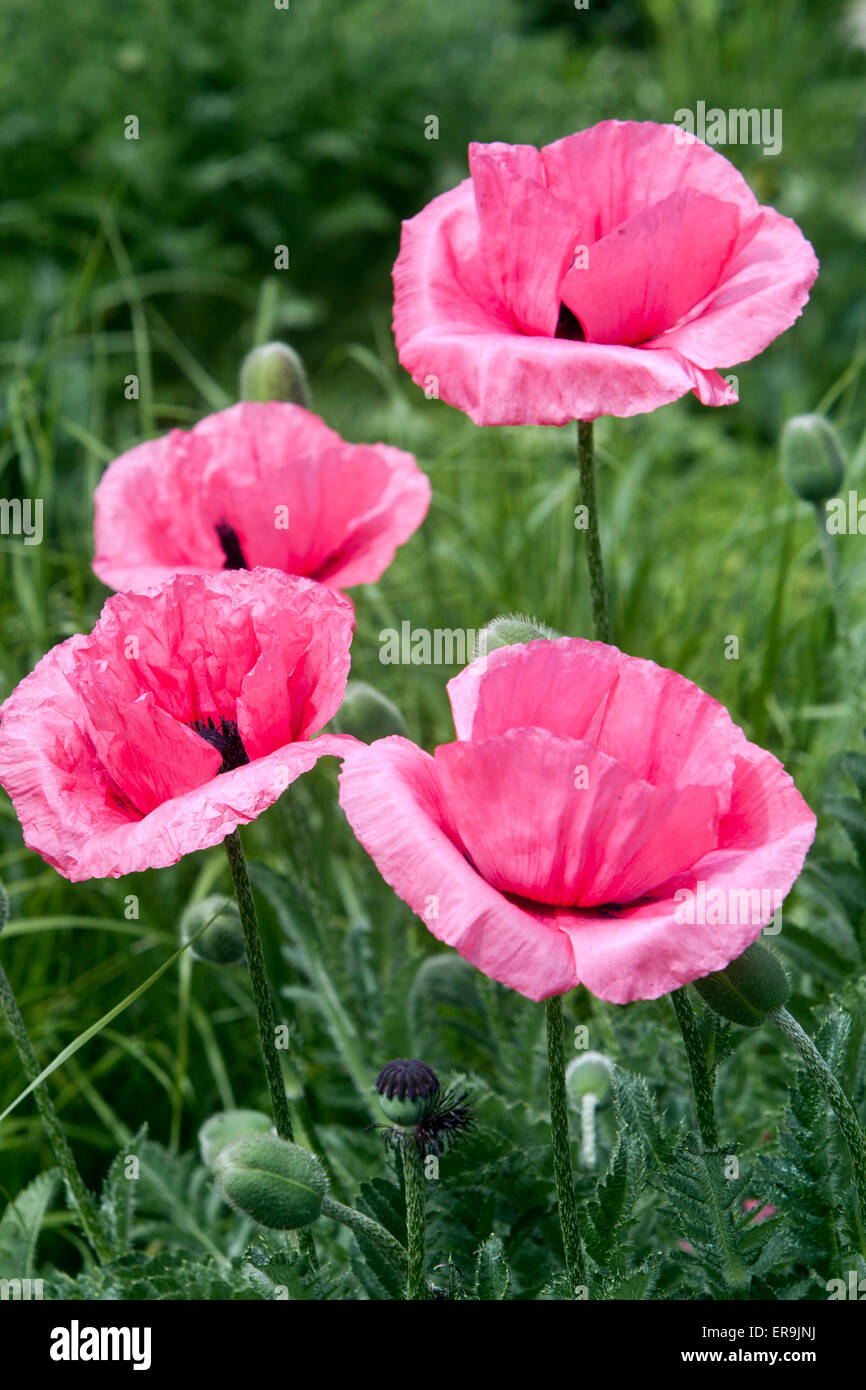 Oriental Poppy, Papaver orientale, Pink Oriental poppies Stock Photo ...