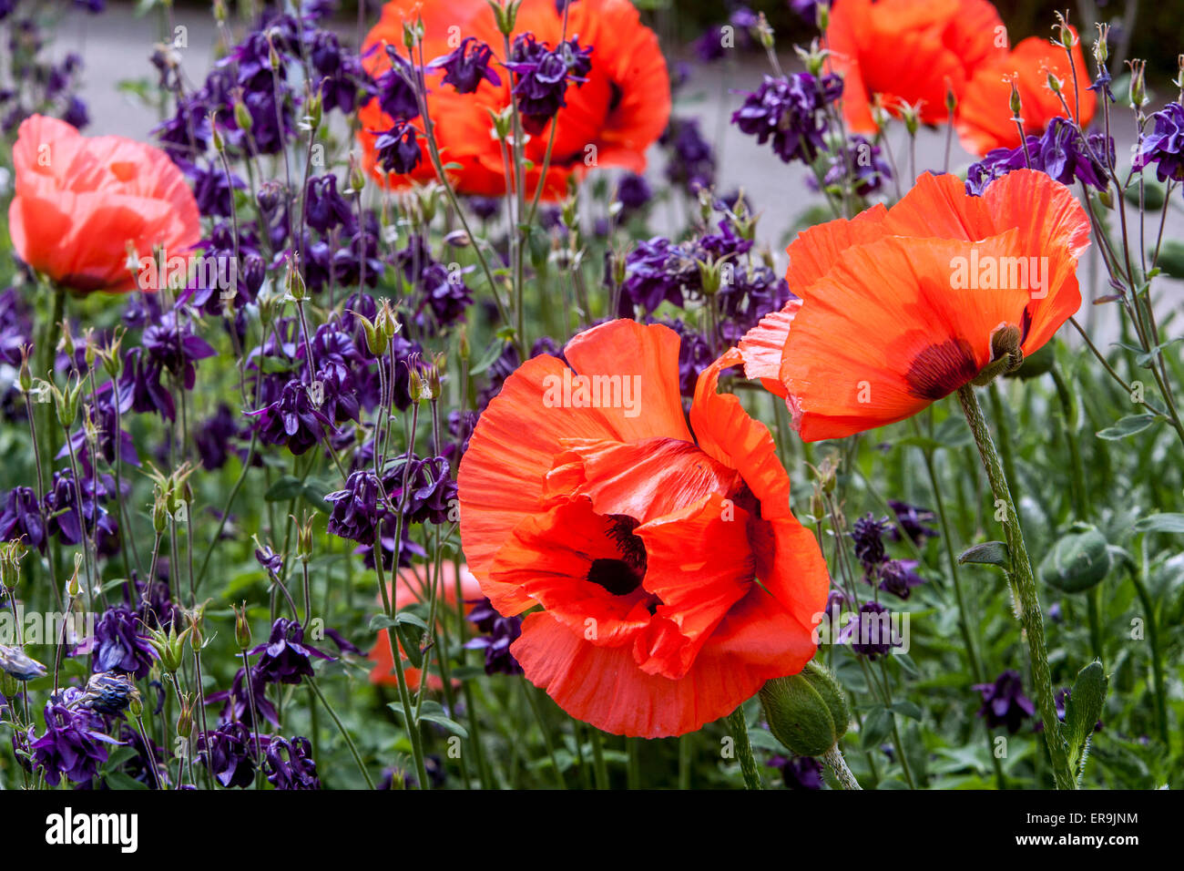 Oriental Poppy, Red Papaver orientale border Oriental poppies Blue ...