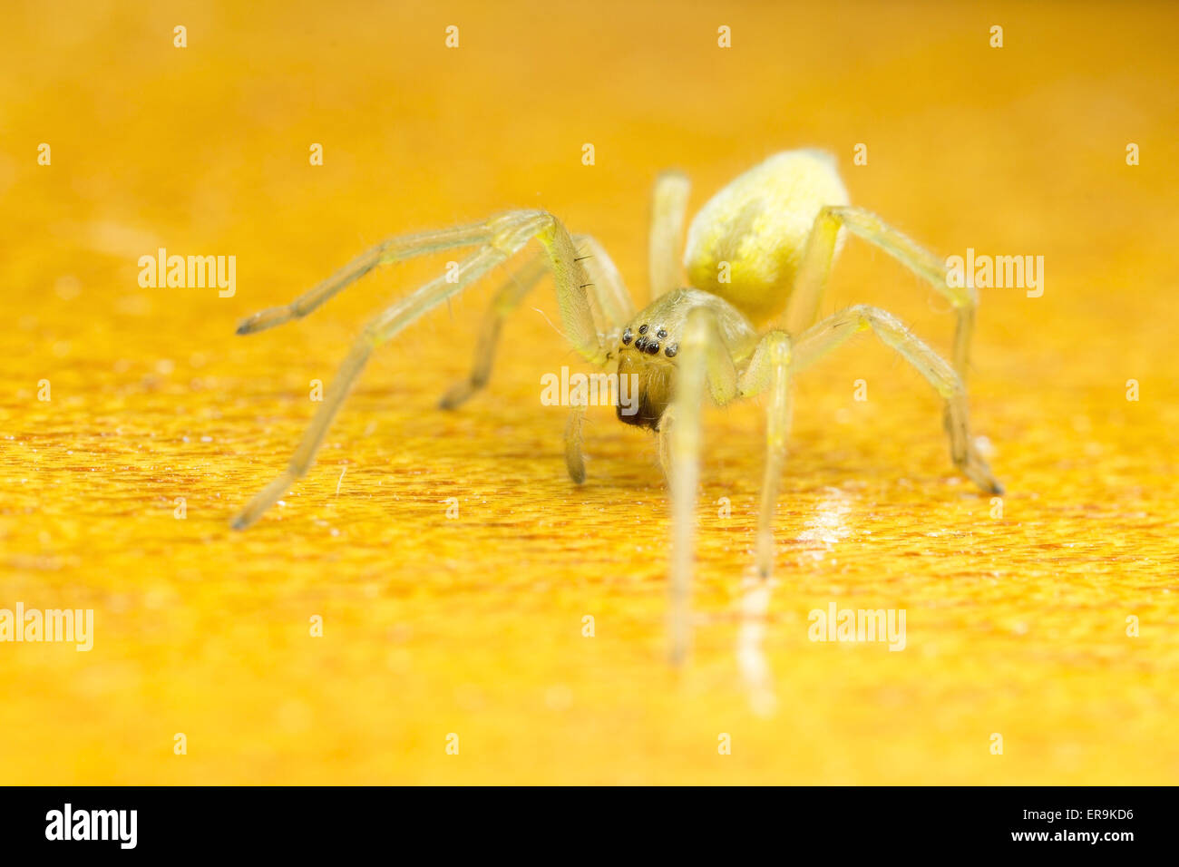 Macro photo of a tiny spider Stock Photo - Alamy