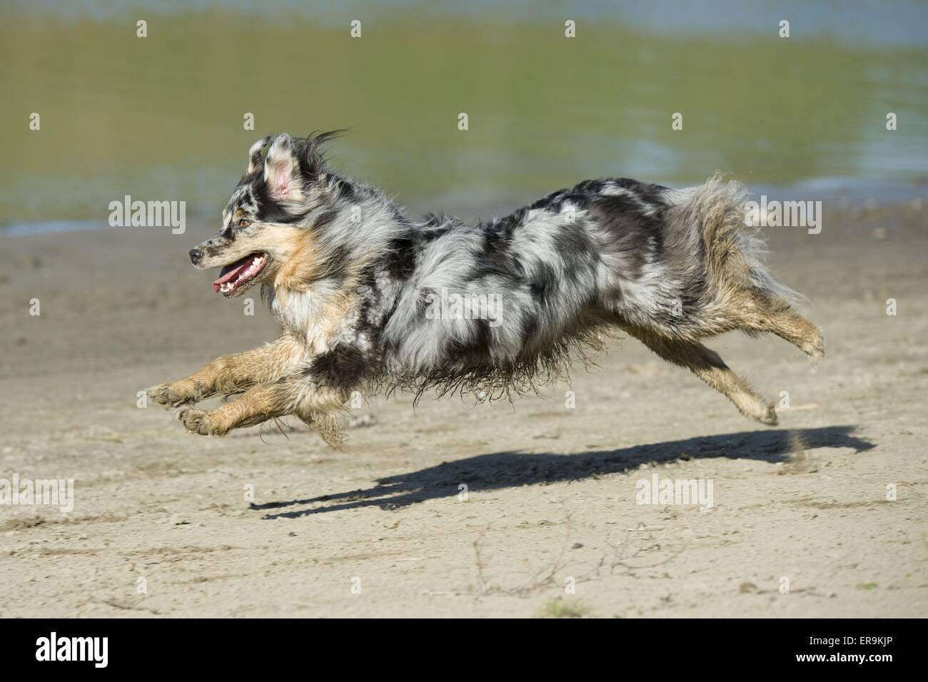 running Australian Shepherd Stock Photo - Alamy