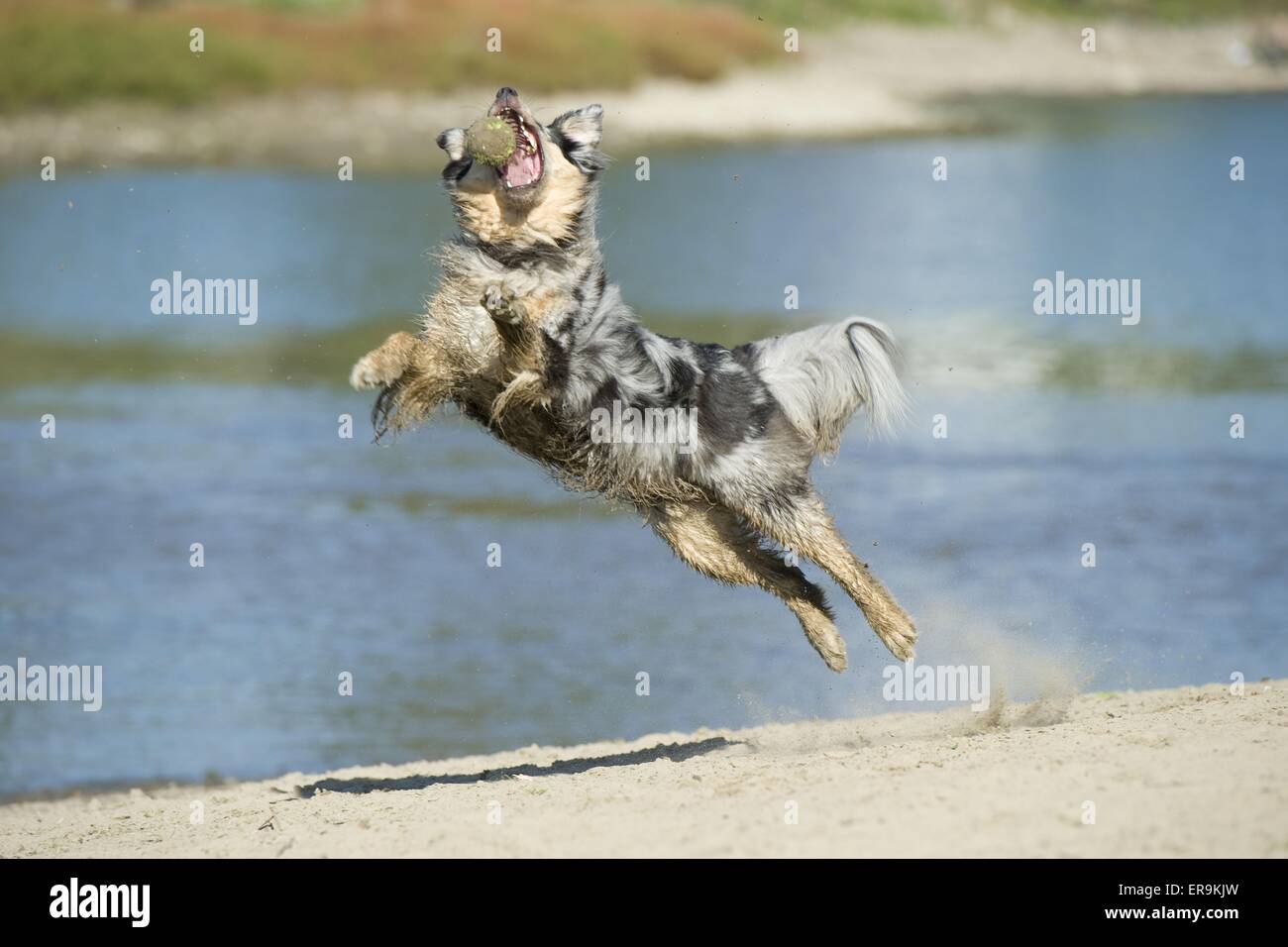 playing Australian Shepherd Stock Photo - Alamy